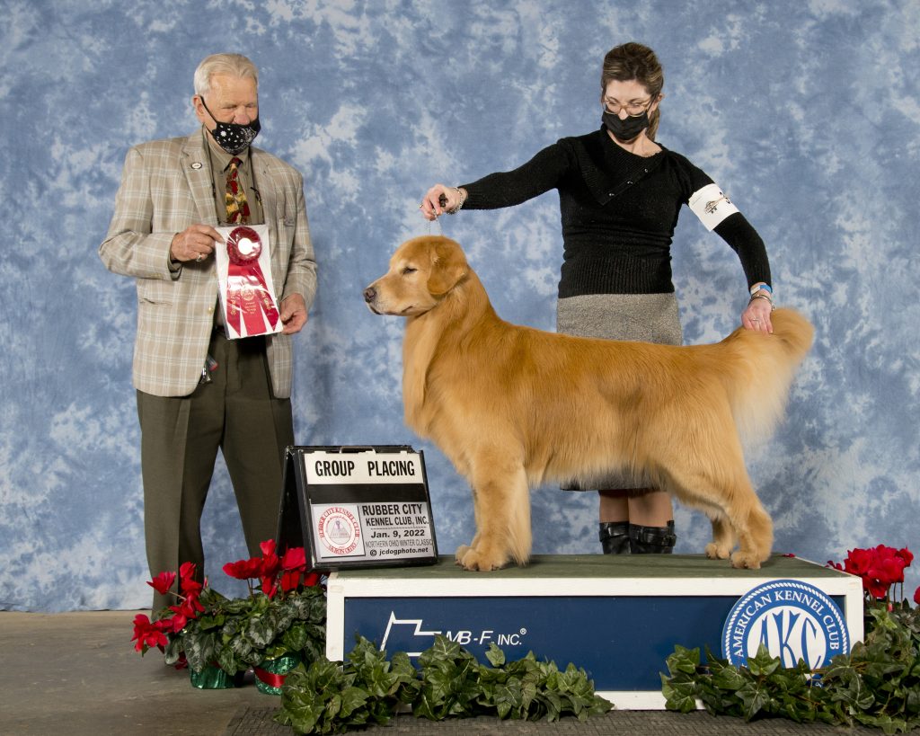 Baxter – Lakesyde Golden Retrievers