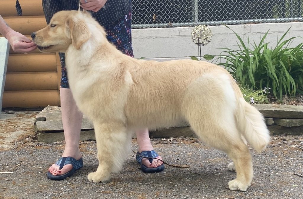 Buzz – Lakesyde Golden Retrievers